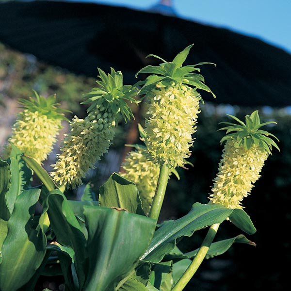 Companion Perennials for Spring 2012